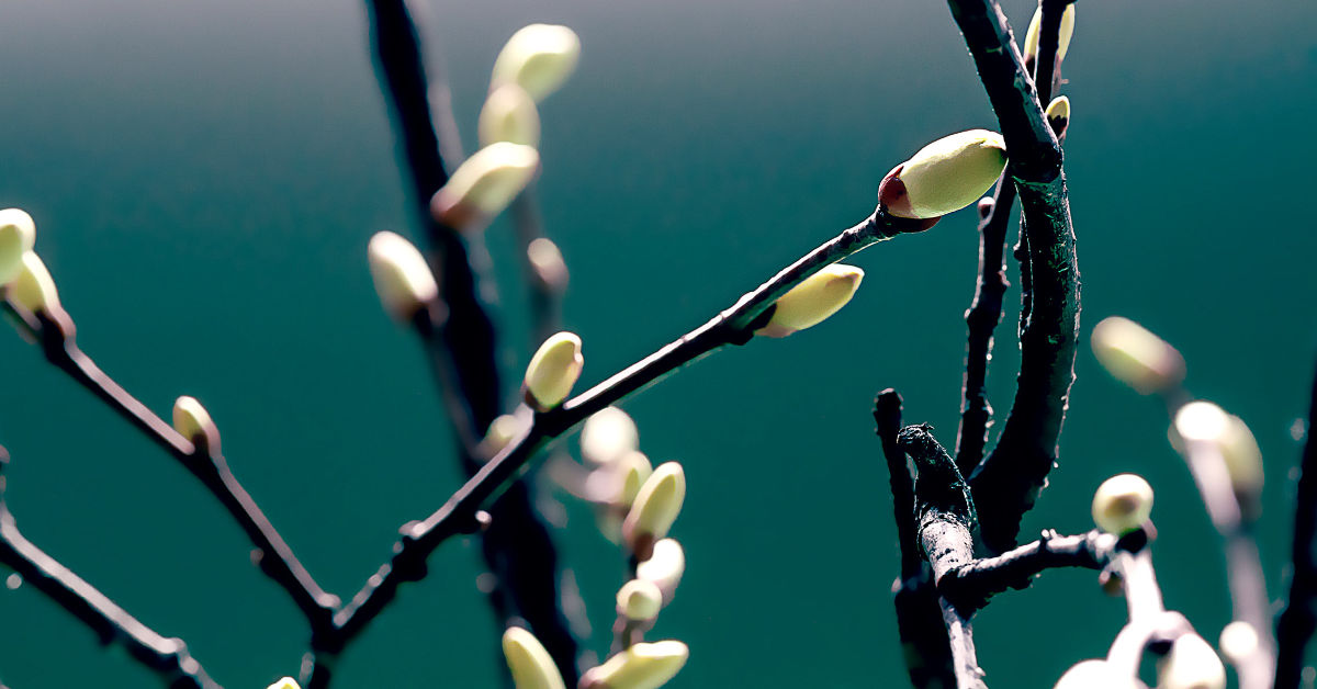 Curell Suñol - Patentes, Marcas y Diseños desde 1946